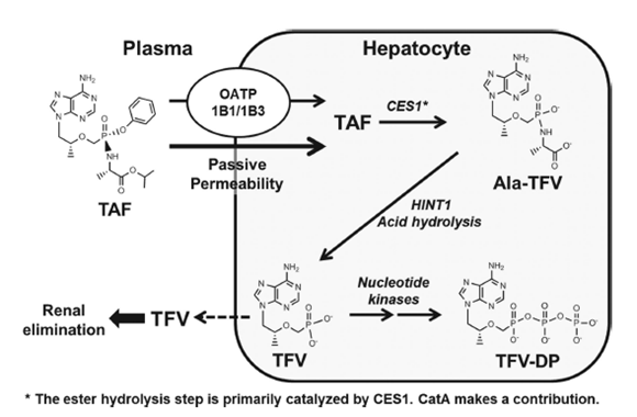 慢乙肝治疗新动向：TAF - 知乎