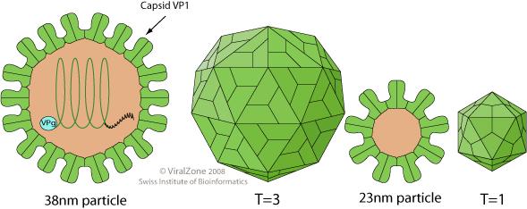 急性胃肠炎病毒1——诺如病毒 - 知乎