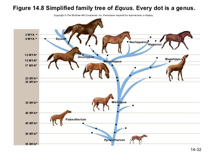 曾经的北美斑马，印第安人错失的机会 - 知乎