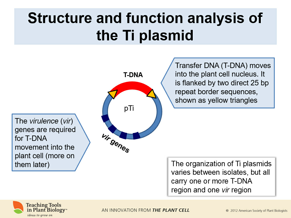农杆菌转化法中，Ti质粒中的T-DNA是如何插入目标染色体的DNA中的？ - 知乎