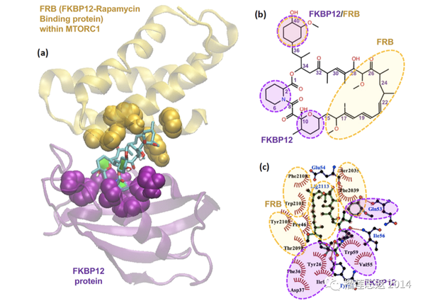 案例研究: 结合深度学习与分子模拟来探究新型 mTOR 抑制剂 - 知乎