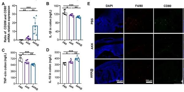 Exp Mol Med︱崔明/樊赛军/万国运团队合作克服益生菌治疗定植难题 - 知乎