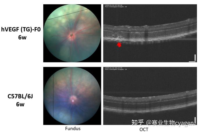 Nature子刊都在追的眼科热点——VEGFA，放在小鼠身上怎么用？ - 知乎