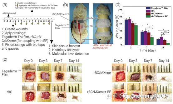 《Small》综述：一文带你了解Mxenes如何成为抗菌材料的新宠儿 - 知乎