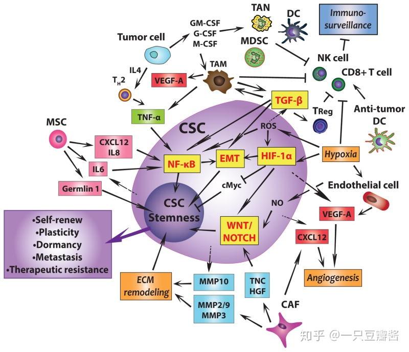 肿瘤干细胞龛（CSC Niche） - 知乎