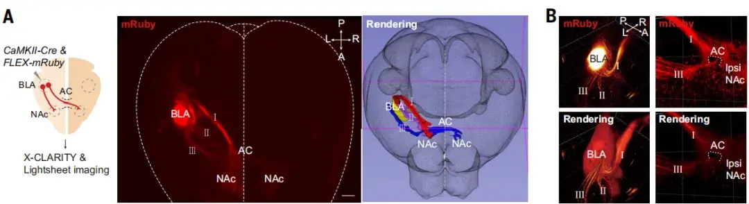 客户文章 | Science︱复旦大学刘星/马兰团队揭示小鼠半球间BLA-AC-NAc环路调控负面情绪 - 知乎
