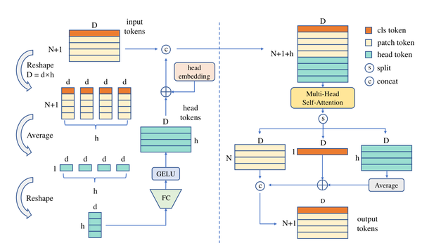Bridging the Gap Between Vision Transformers and Convolutional Neural Networks on Small Datasets ...