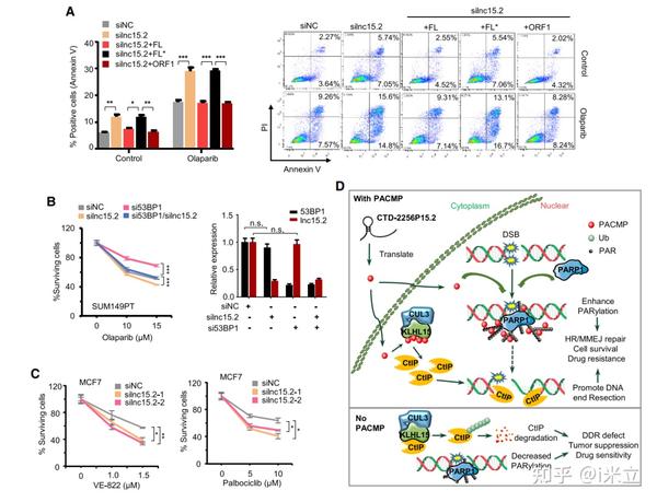 IF:19.328｜靶向lnc15.2/PACMP，改善癌症治疗临床效益的“新先锋” - 知乎