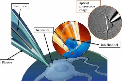 人人有书读，人人有功练--膜片钳中EPSC/IPSC的记录 - 知乎