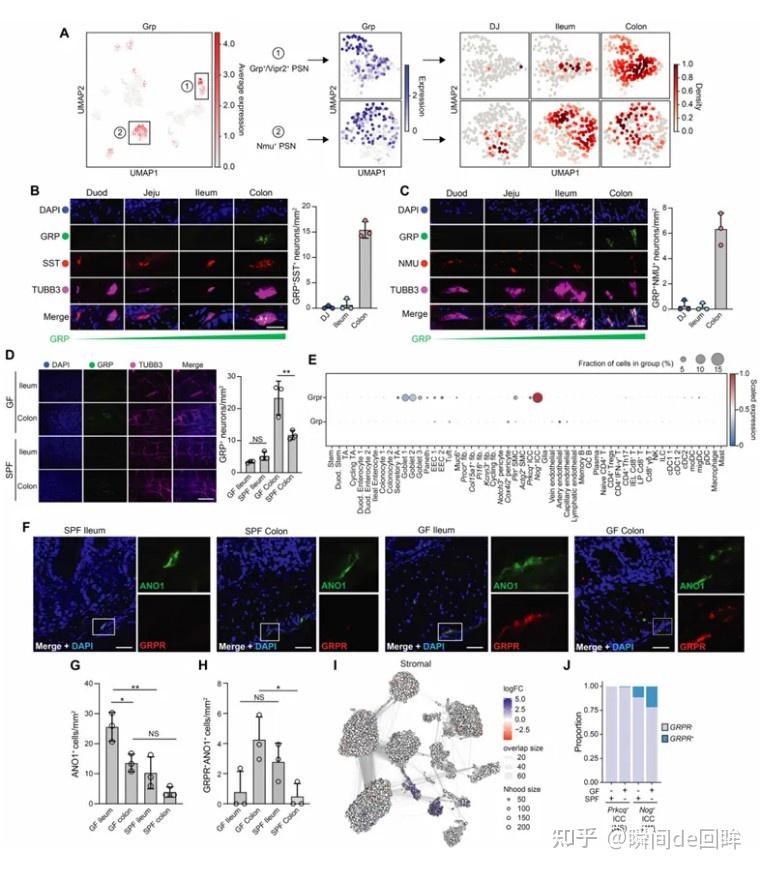 【Science】单细胞+Perturb-seq｜肠神经系统如何响应微生物群与2型炎症？最新研究揭示区域特异性机制 - 知乎