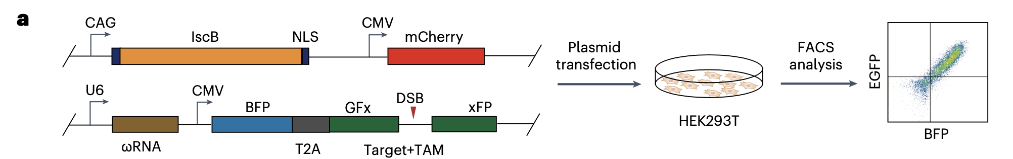 基于工程化改造的IscB-nickase的小型化碱基编辑器开发 - 知乎