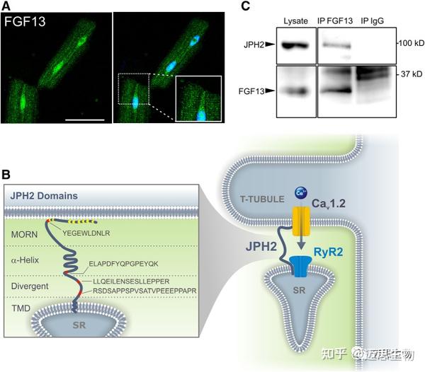 FGF13：欣欣向荣的调控分子 - 知乎