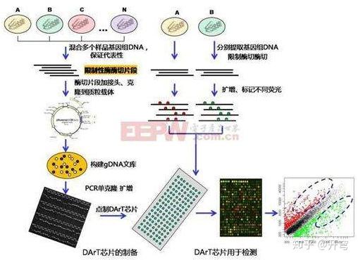（论文）基因芯片技术的基本介绍 - 知乎