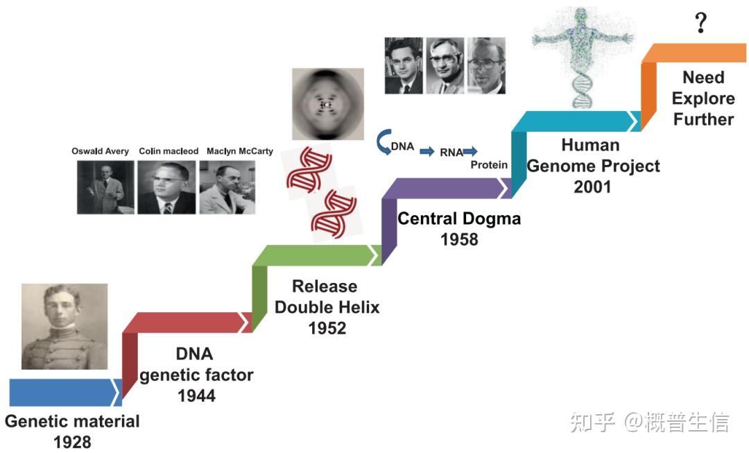 DNA损伤修复应用于靶向治疗发展历史，机制途径和临床转化的汇总 - 知乎