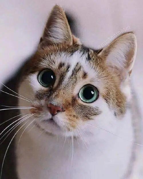 猫咪乱尿尿？它是不是知道我罐头掺水了要报复我？ 知乎