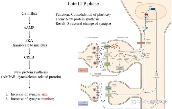 学习和记忆的神经机制简述 - 知乎