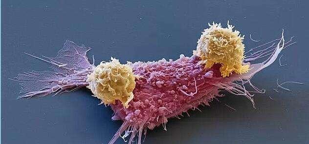 普方生物两款ADC喜获新进展|PRO1184人体临床试验启动给药，PRO1160获FDA批准启动I期临床 - 知乎