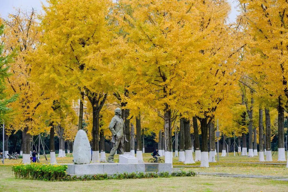 清水河校区银杏的前世今生！大量珍贵历史照片首次流出~ - 知乎