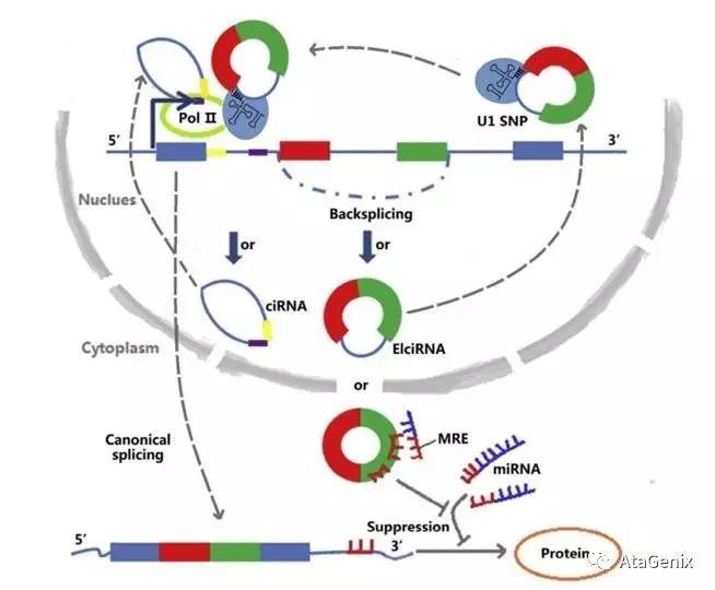 你还记得什么是circRNA吗？ - 知乎