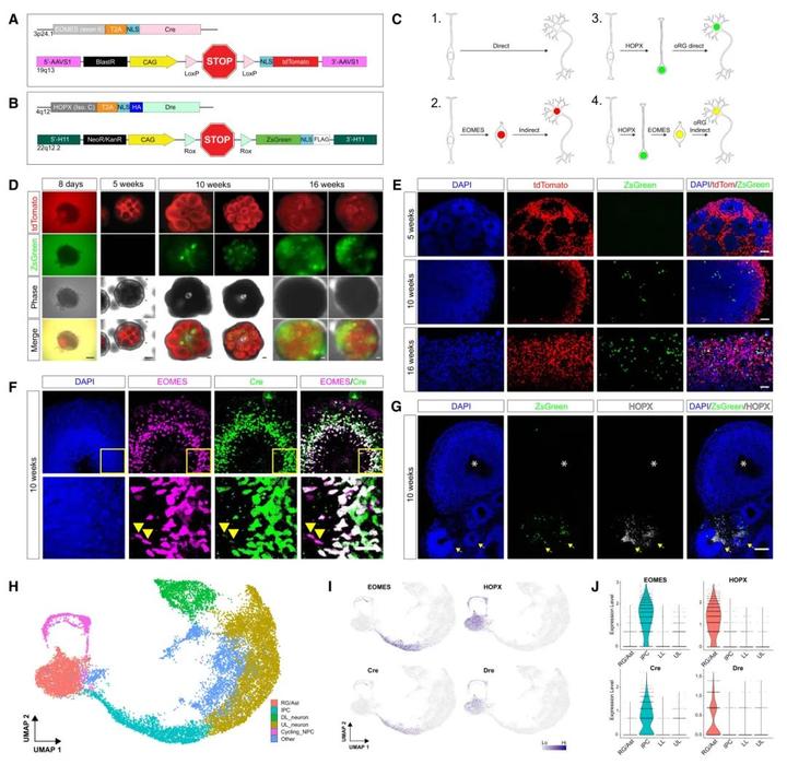 Cell Rep | 人类皮质类器官中神经祖细胞谱系追踪揭示神经元的产生/多样性及疾病的发生机制 - 知乎