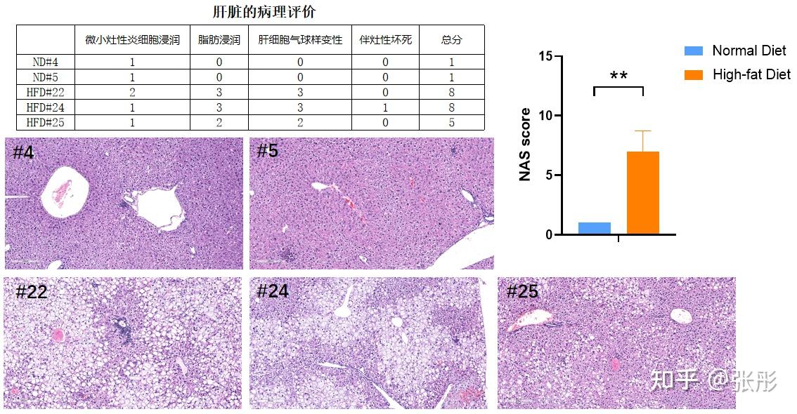 DIO-B6小鼠｜高脂饮食诱导的肥胖小鼠模型（DIO） - 知乎