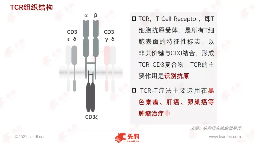 TCR-T疗法：实体瘤治疗新思路 - 知乎