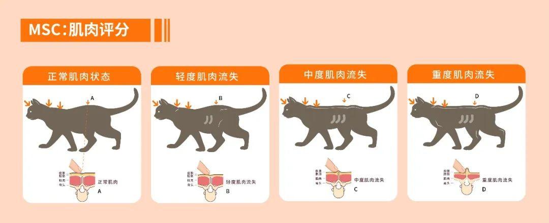 100天喂养体检计划启动，分享37只猫咪的体检报告！ - 知乎