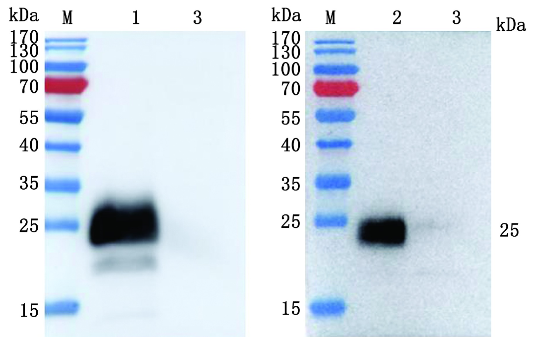 鉴定猪流行性腹泻病毒纤突蛋白受体结合区（PEDV-RBD）重组蛋白免疫原性的实验操作流程 - 知乎