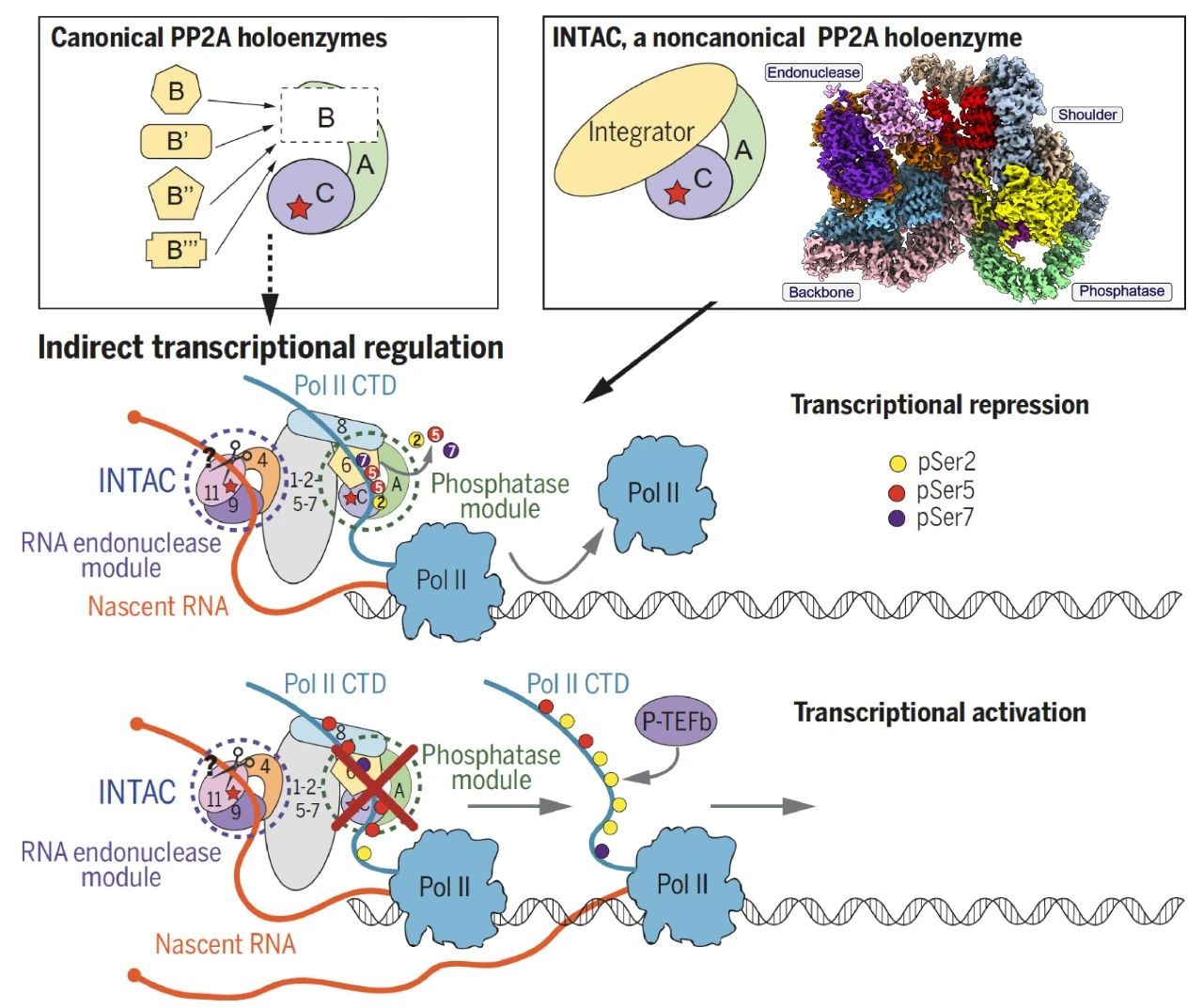 专家点评Science | 磷酸酶PP2A的认知更新——新的转录调控复合物INTAC - 知乎