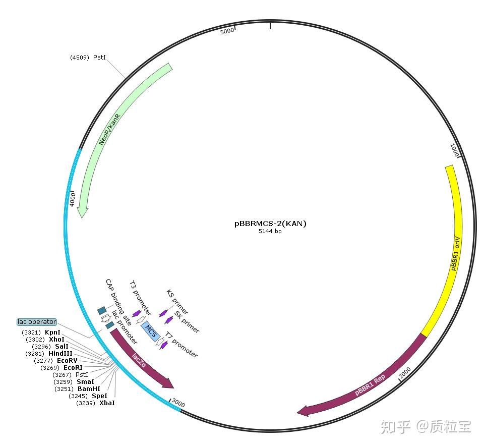 广宿主蛋白表达或克隆载体质粒 - 知乎