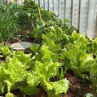 Langchain Expression Language（LCEL）—— 使用特别的语法来构造LLM应用 - 知乎