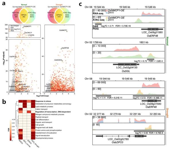 解析表观遗传学的工具——ATAC-seq（二） - 知乎