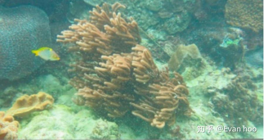 海洋天然产物Rumphellol A的结构解析 - 知乎