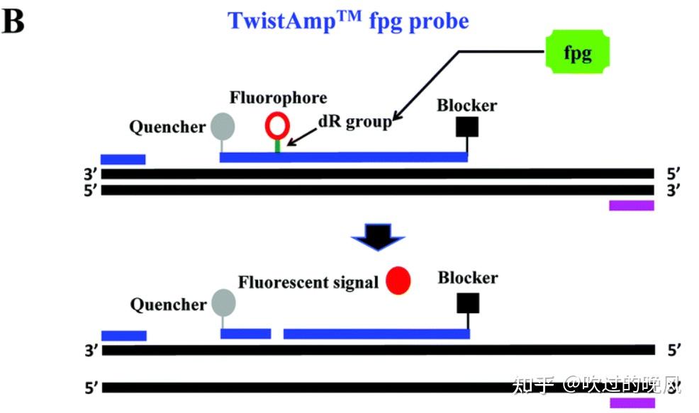 综述：重组酶聚合酶扩增十年发展的综合总结 - 知乎