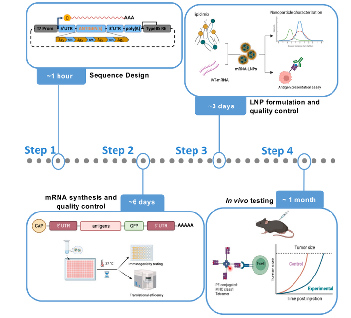 mRNA-LNP疫苗制备流程与免疫评价实验方案分享 - 知乎