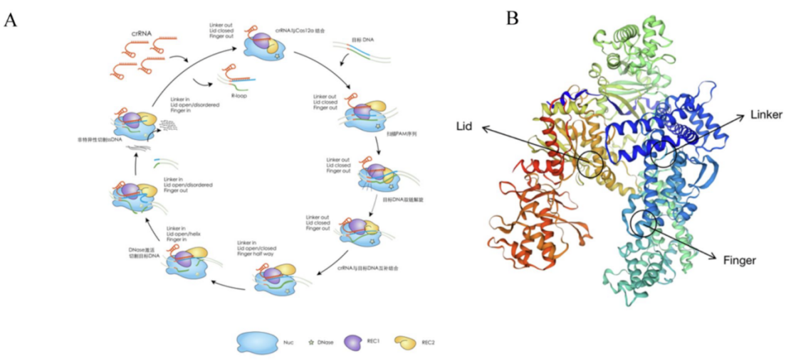 【干货分享】CRISPR/Cas系统原理及Cas9与Cas12a区别 - 知乎
