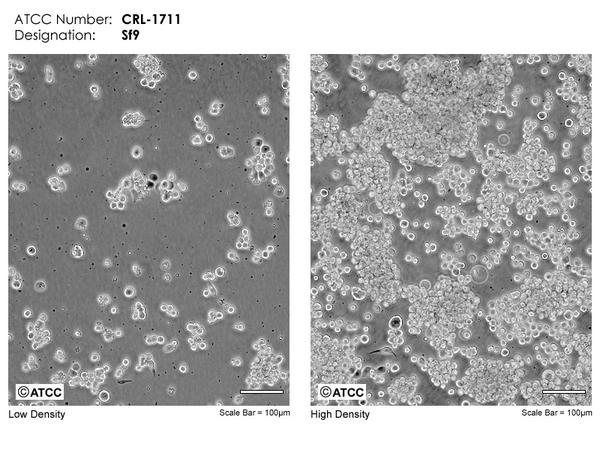 sf9细胞培养攻略！ - 知乎