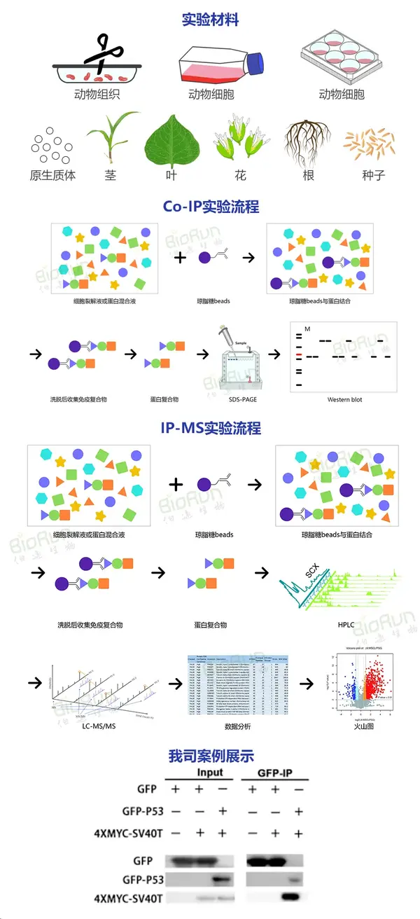 【小远答疑】那些困扰你的Co-IP检测问题 - 知乎