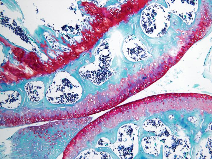 【实验步骤】HE染色——给细胞“上个色” - 知乎