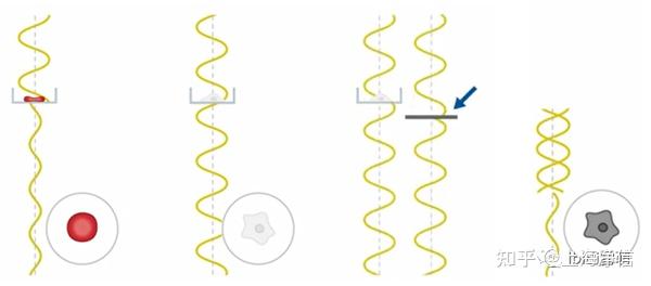 ibidi成像科普课堂 |相差显微镜的原理相差显微镜是如何工作的？ - 知乎