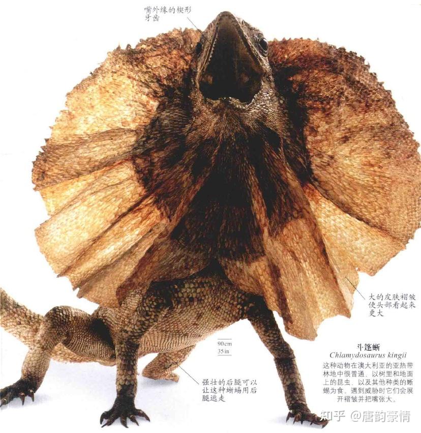 第七章 侏罗纪恐龙时代 - 知乎