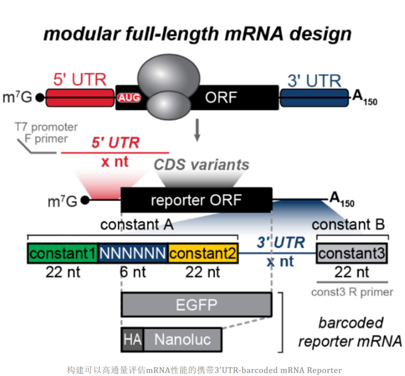 怎么对已经设计好的mRNA序列进行优化? - 知乎
