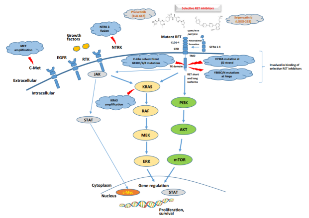 ESMO | LIBRETTO-431 研究进一步夯实RET融合首款靶向药的一线治疗地位 - 知乎