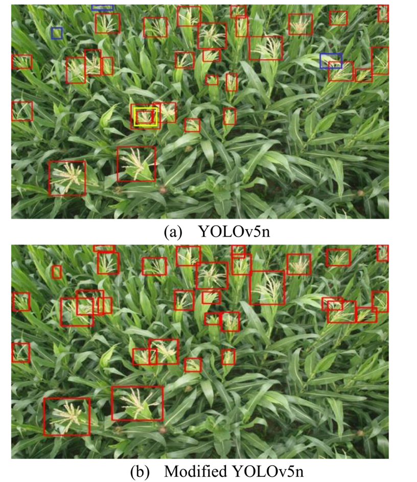基于YOLOV5的玉米雄穗检测和计数 - 知乎