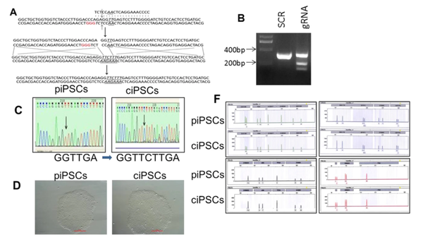 当iPSC与CRISPR/Cas9完美相遇，会碰撞出哪些火花？ - 知乎
