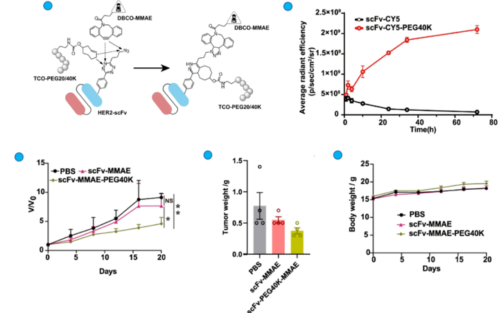 DPPC-PEG-Pol 磷脂-聚乙二醇-泊洛沙姆 - 知乎