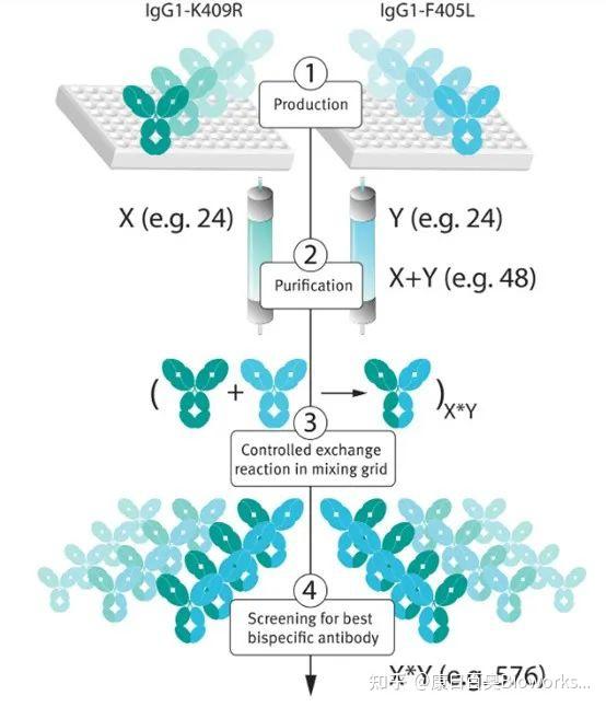 Bio-Share | 双特异性抗体开发关键技术考量 - 知乎