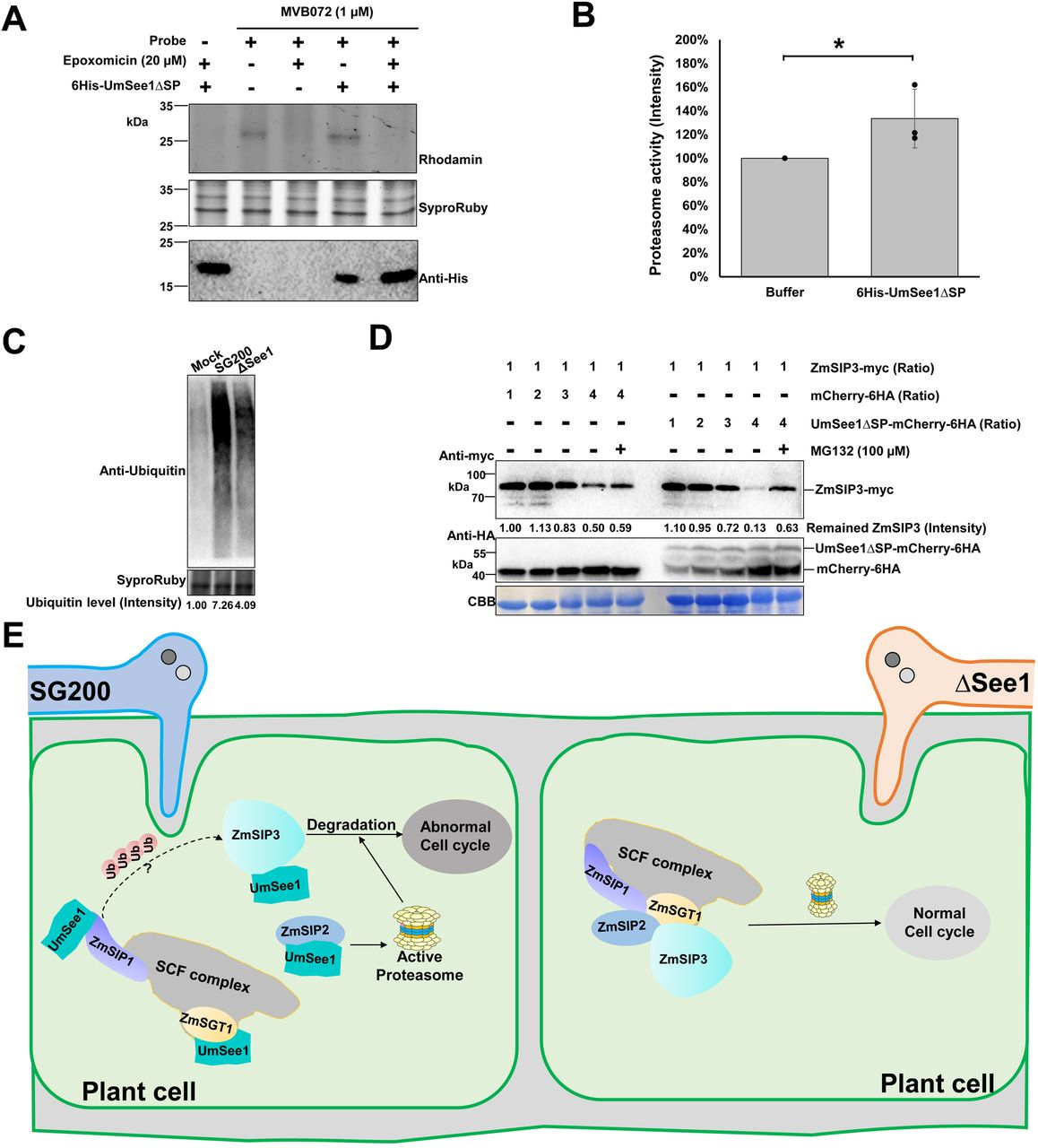 文献阅读-1：Exploiting effector-host interactions using TurboID-based ...