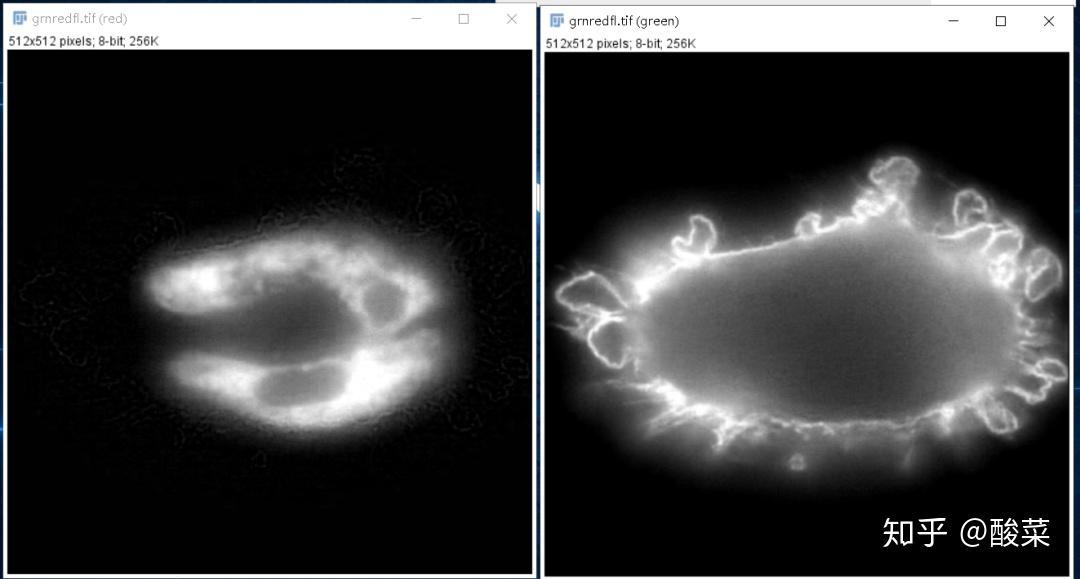 ImageJ高效图片分析技巧 - 知乎