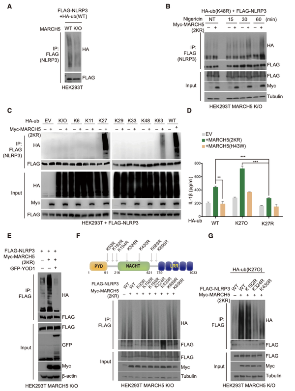 EMBO丨线粒体 NLRP3-NEK7 复合物形成和 NLRP3 炎性体激活需要 MARCH5 依赖性 NLRP3 泛素化 - 知乎